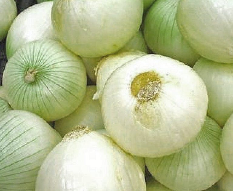 LA CEBOLLA CABEZONA 1